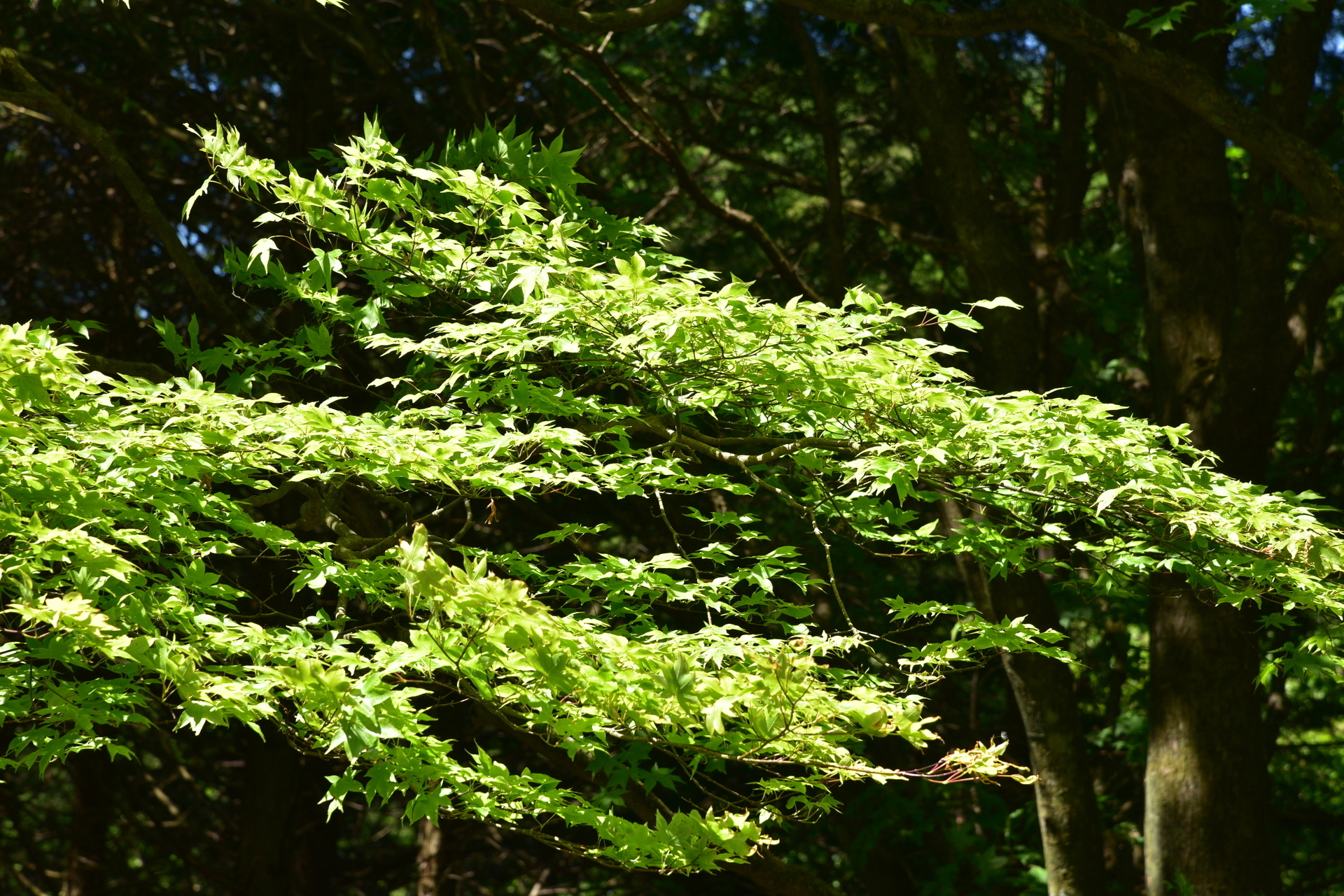 今日も...: Green's log